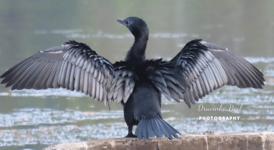 Kalametiya and things to do – Grand Villa Kalametiya – Luxury Birding ...